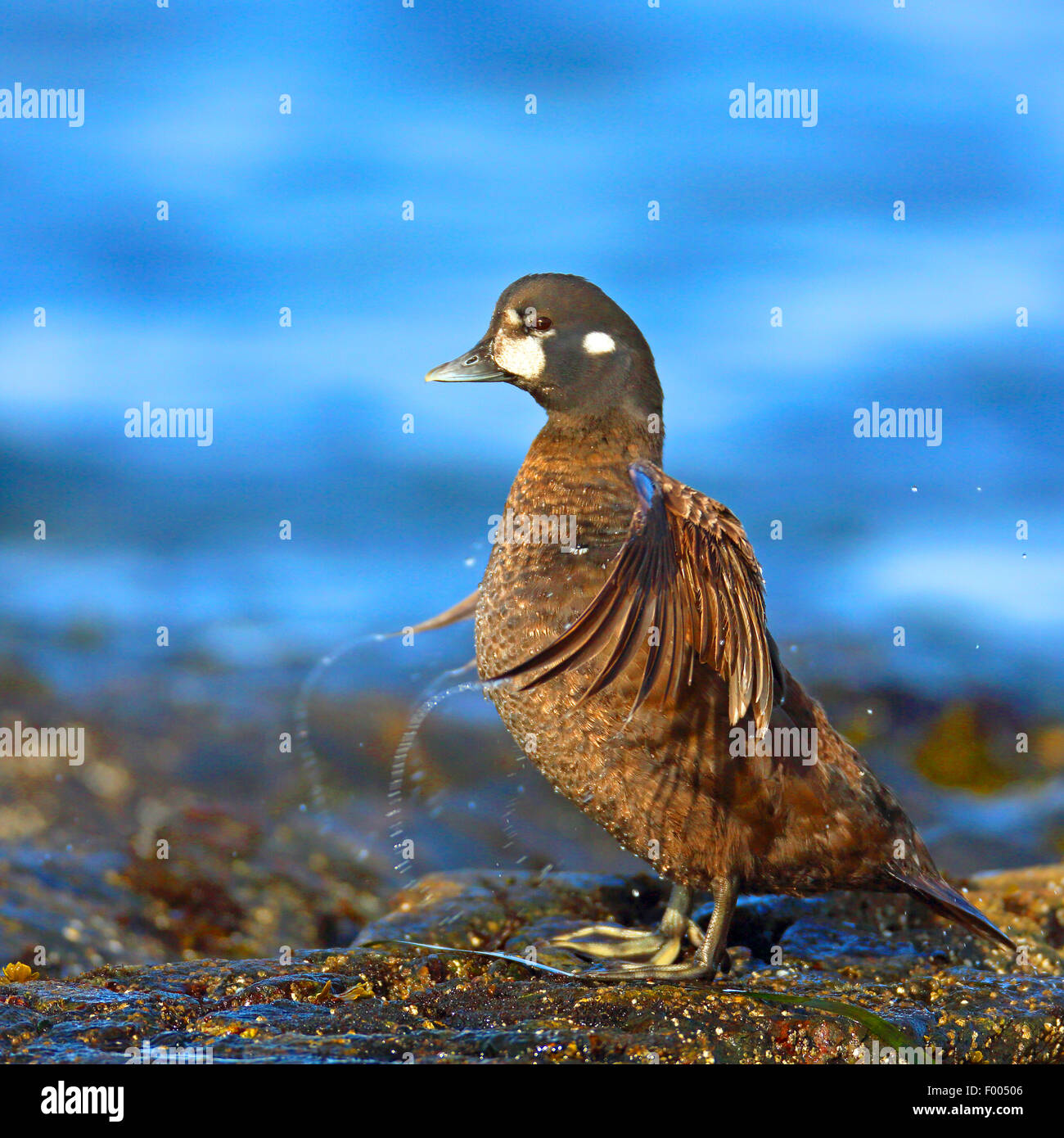 Ali che sbattono le ali dell'anatra arlecchino immagini e fotografie ...