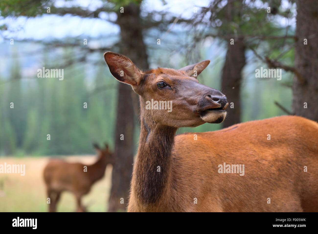 Cervus elaphus canadensis immagini e fotografie stock ad alta ...