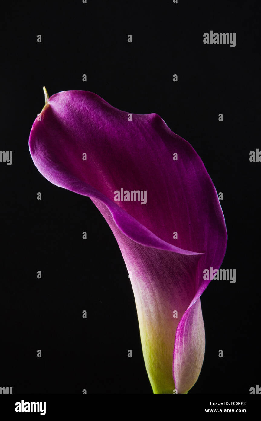 Fiore calla immagini e fotografie stock ad alta risoluzione - Alamy