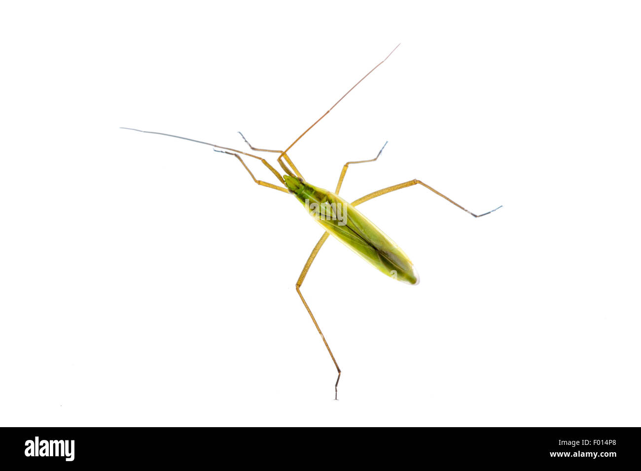 Piccolo insetto verde Immagini senza sfondo e Foto Stock ritagliate - Alamy
