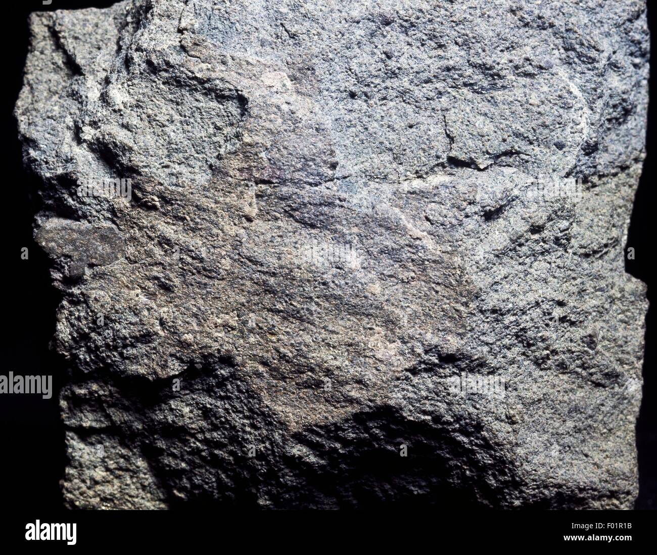 Arenaria nera immagini e fotografie stock ad alta risoluzione - Alamy