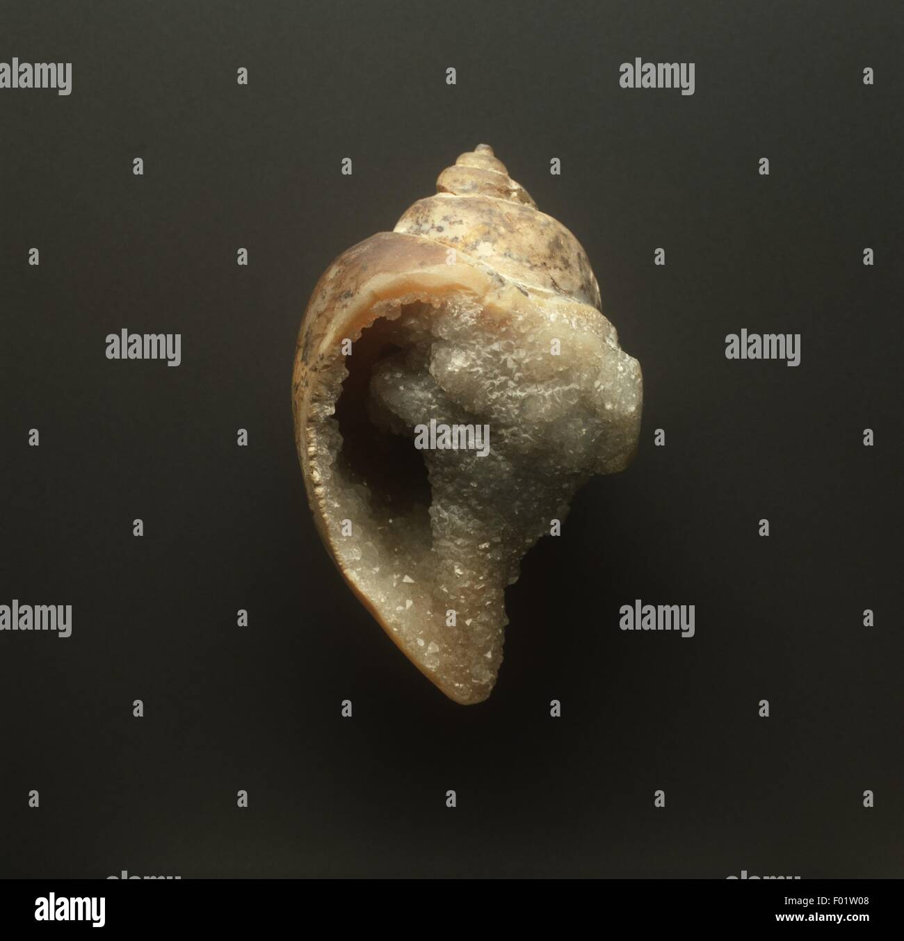 Molluschi molluschi immagini e fotografie stock ad alta risoluzione - Alamy