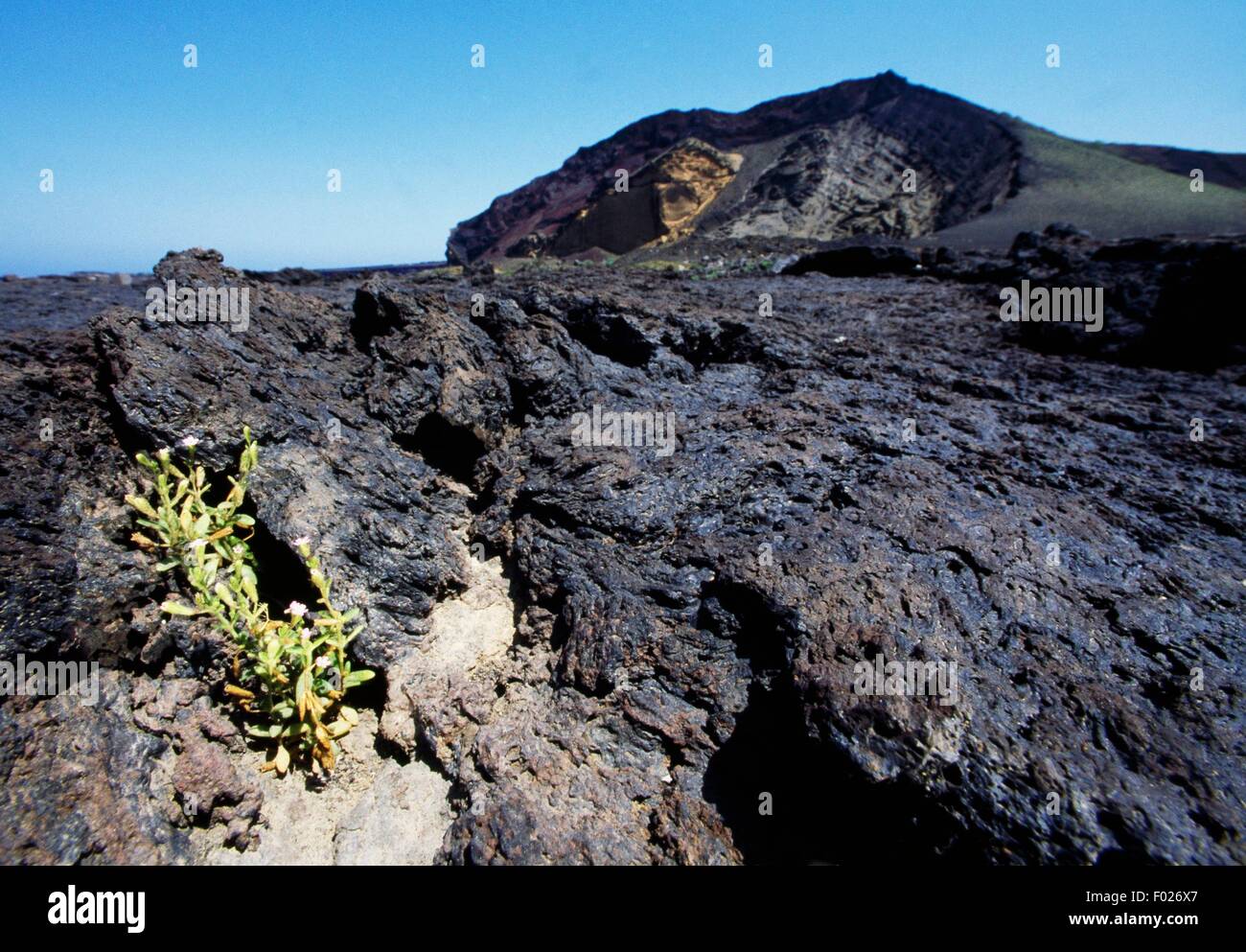 Isola di linosa immagini e fotografie stock ad alta risoluzione - Alamy