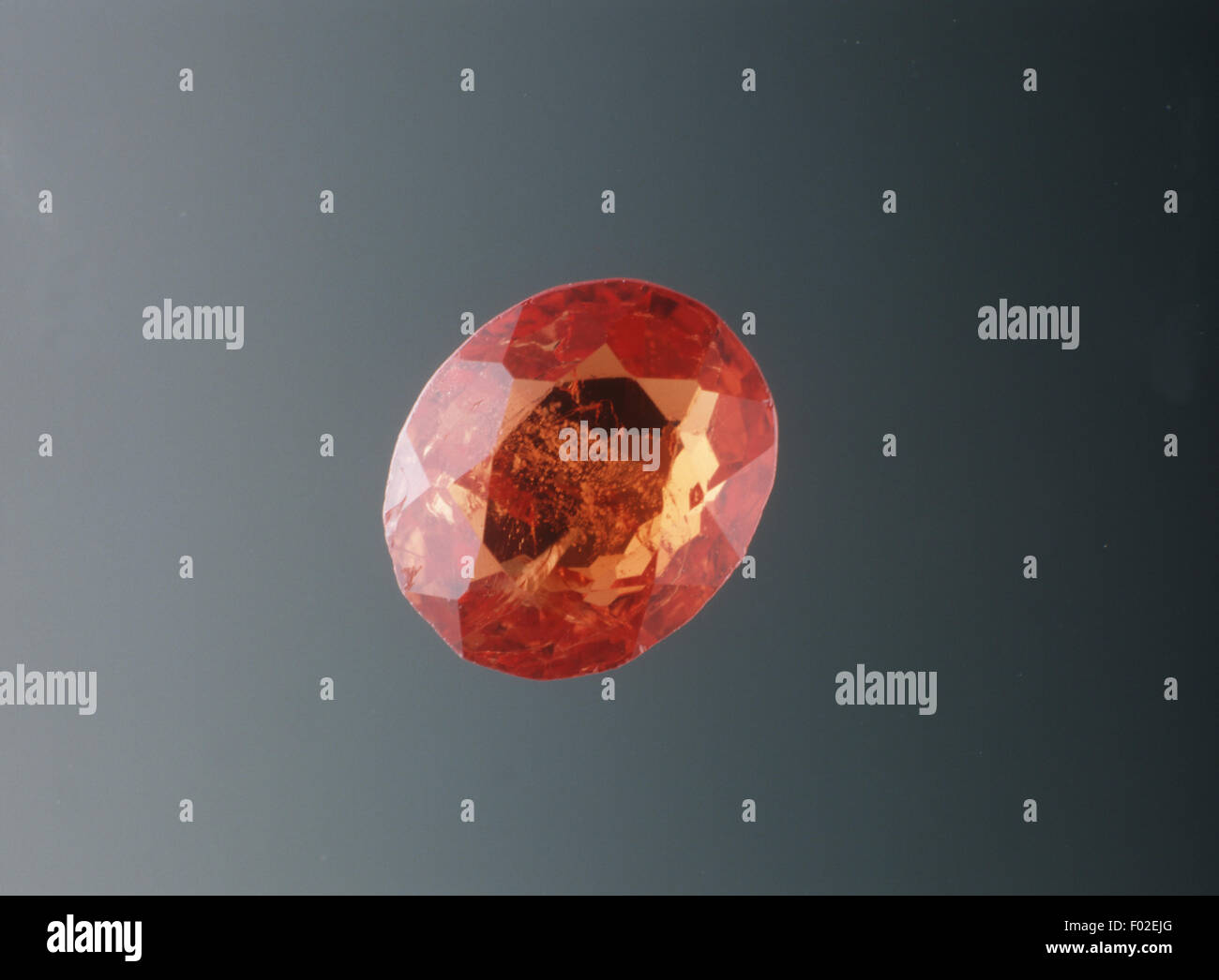 Spinello rosso immagini e fotografie stock ad alta risoluzione - Alamy