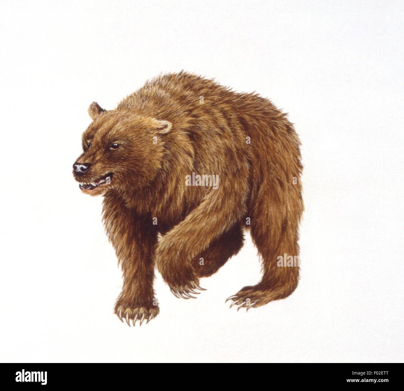 Orso Delle Caverne Preistorico