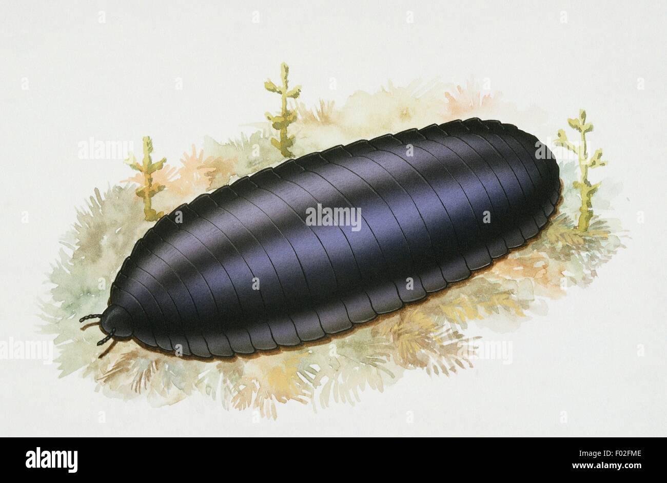 Arthropleura sp immagini e fotografie stock ad alta risoluzione - Alamy