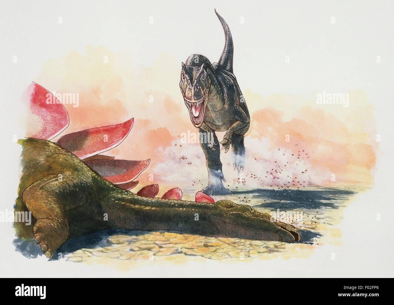 Allosaurus sp immagini e fotografie stock ad alta risoluzione - Alamy