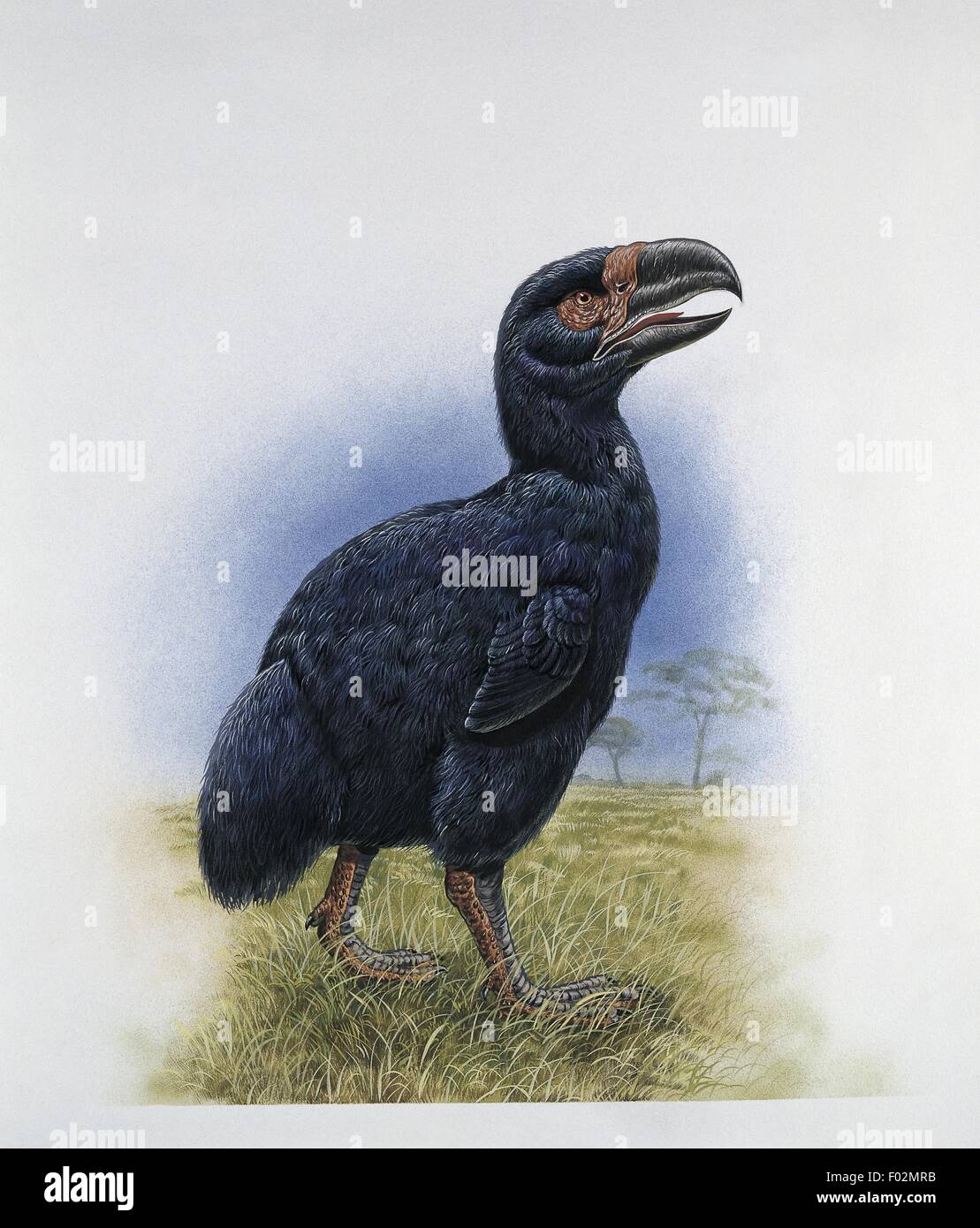 Diatryma (diatryma) immagini e fotografie stock ad alta risoluzione - Alamy