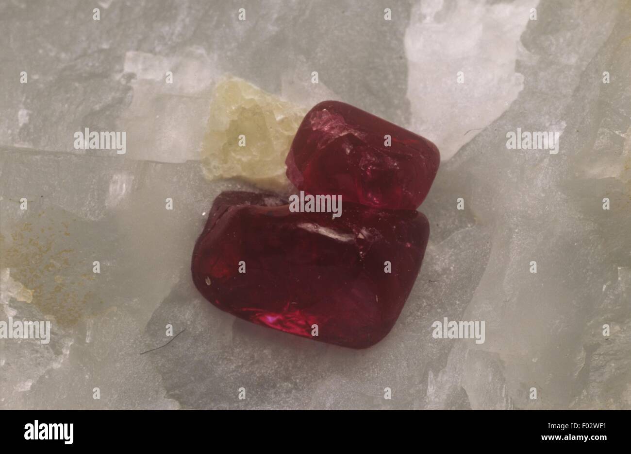 Spinello rosso immagini e fotografie stock ad alta risoluzione - Alamy