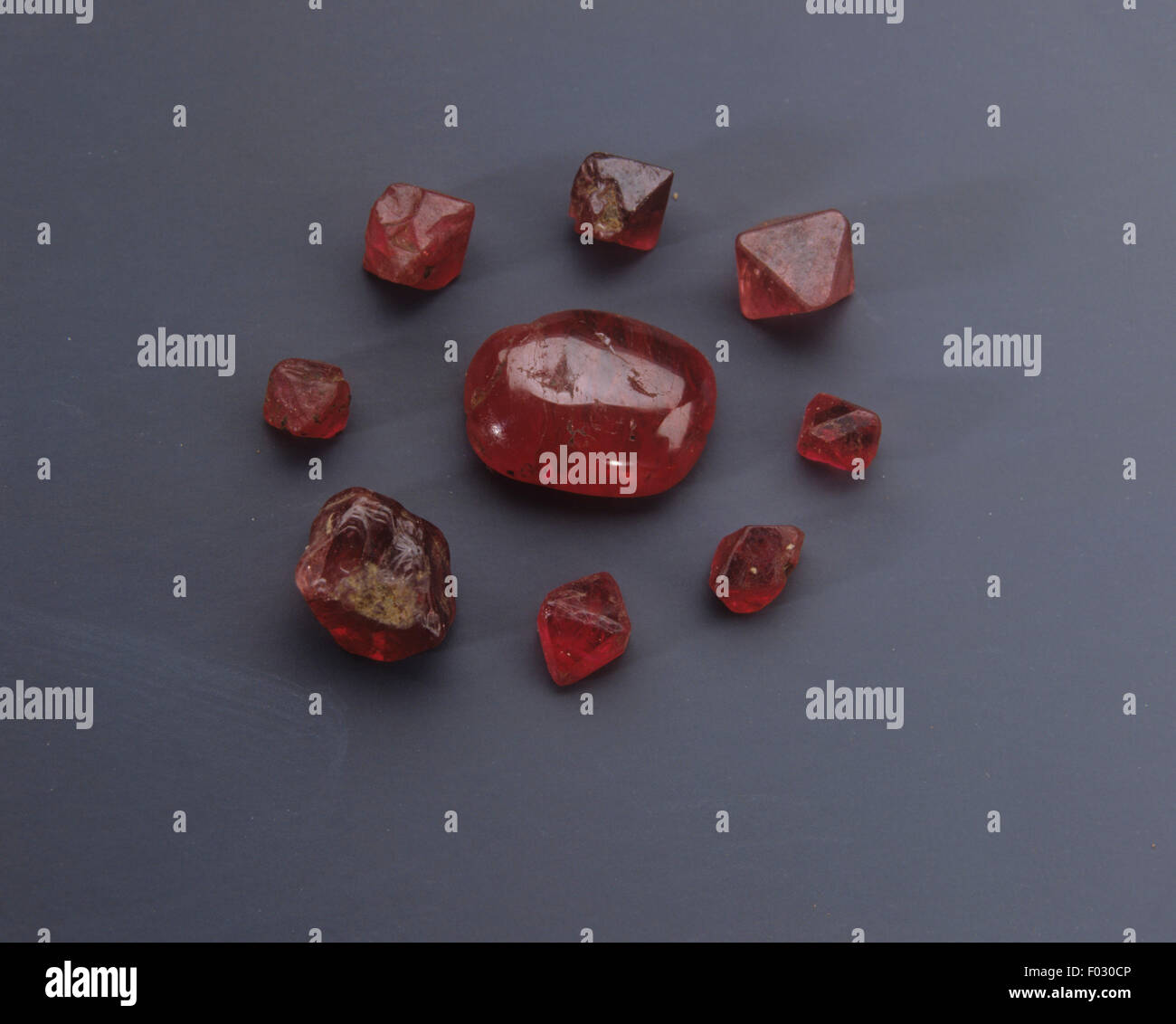 Spinello rosso immagini e fotografie stock ad alta risoluzione - Alamy