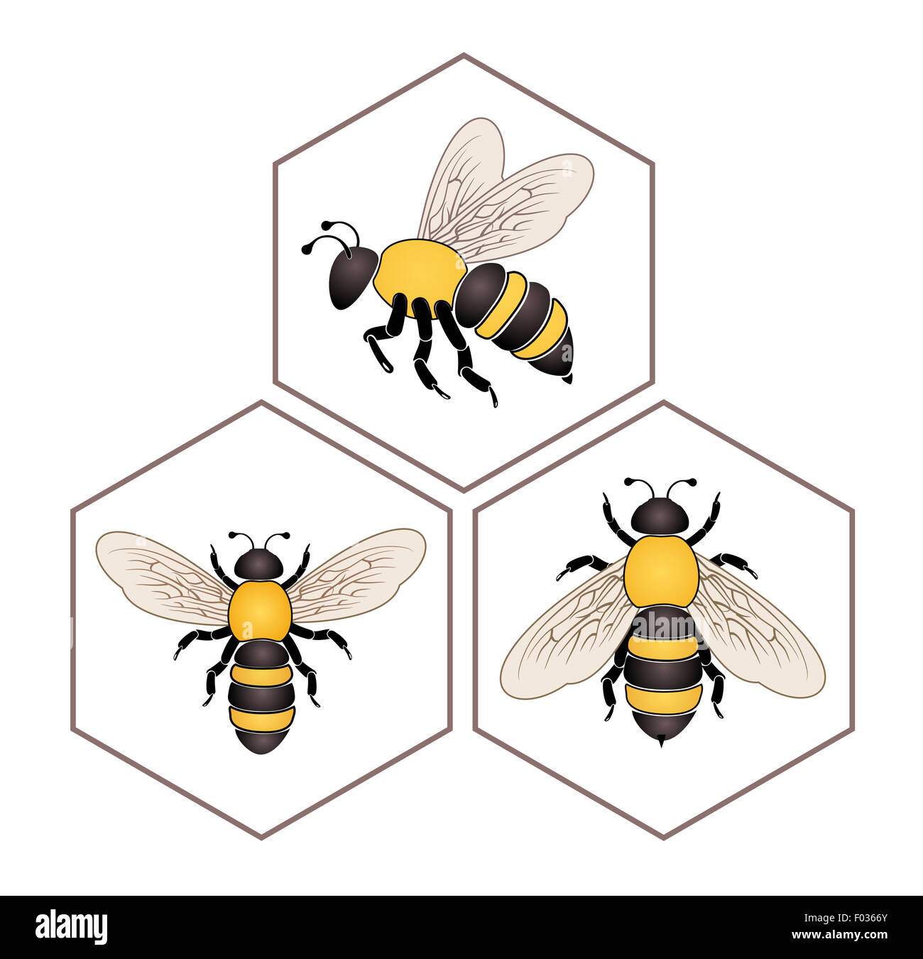 Cellula animale, disegno immagini e fotografie stock ad alta ...