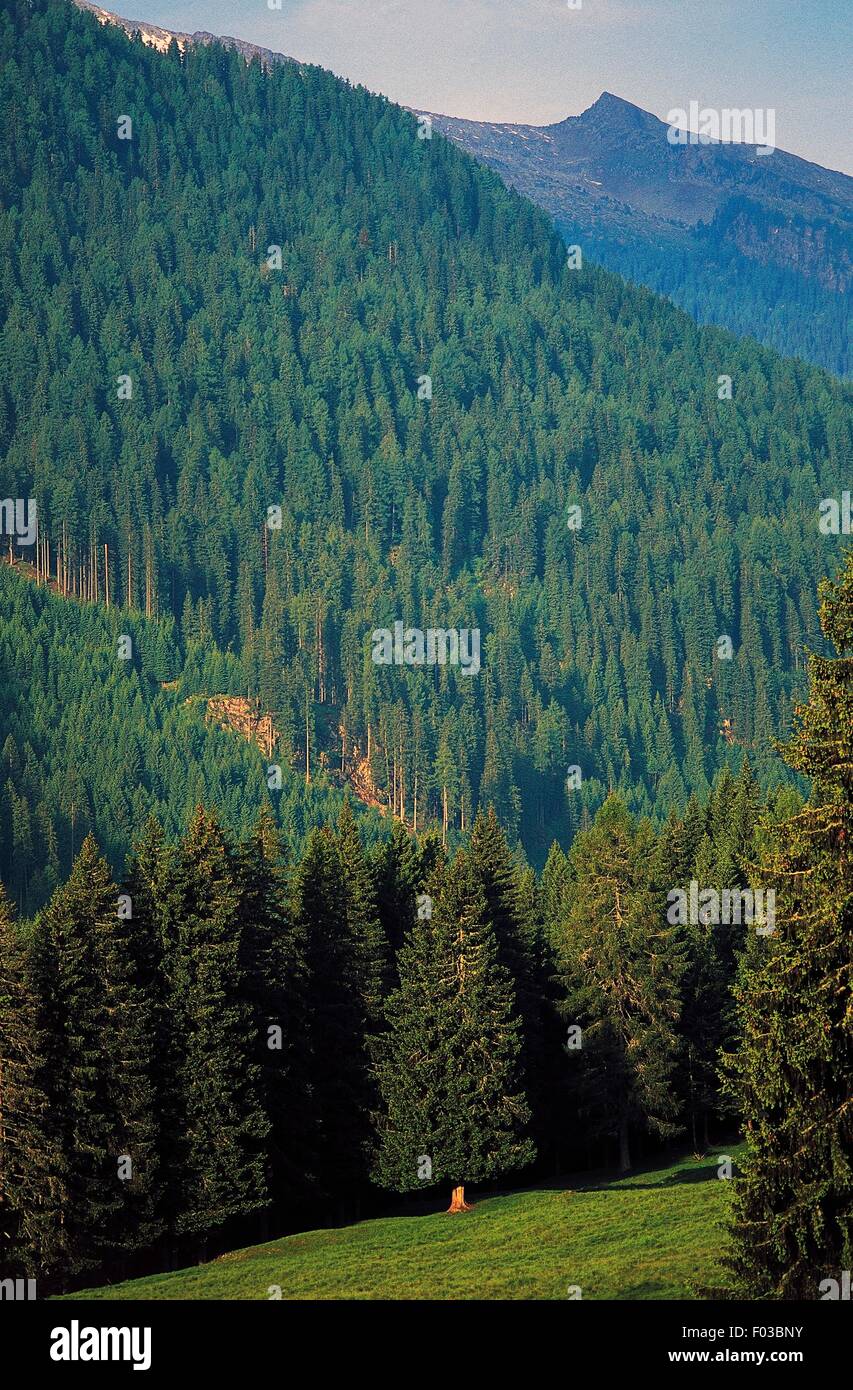 Foresta Di Paneveggio Immagini e Fotos Stock - Alamy