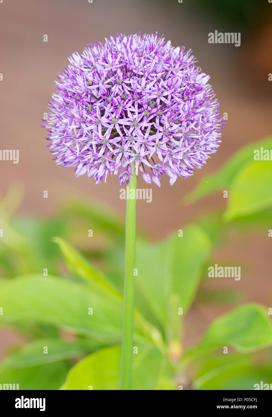 Cipolla gigante allium giganteum immagini e fotografie stock ad alta ...