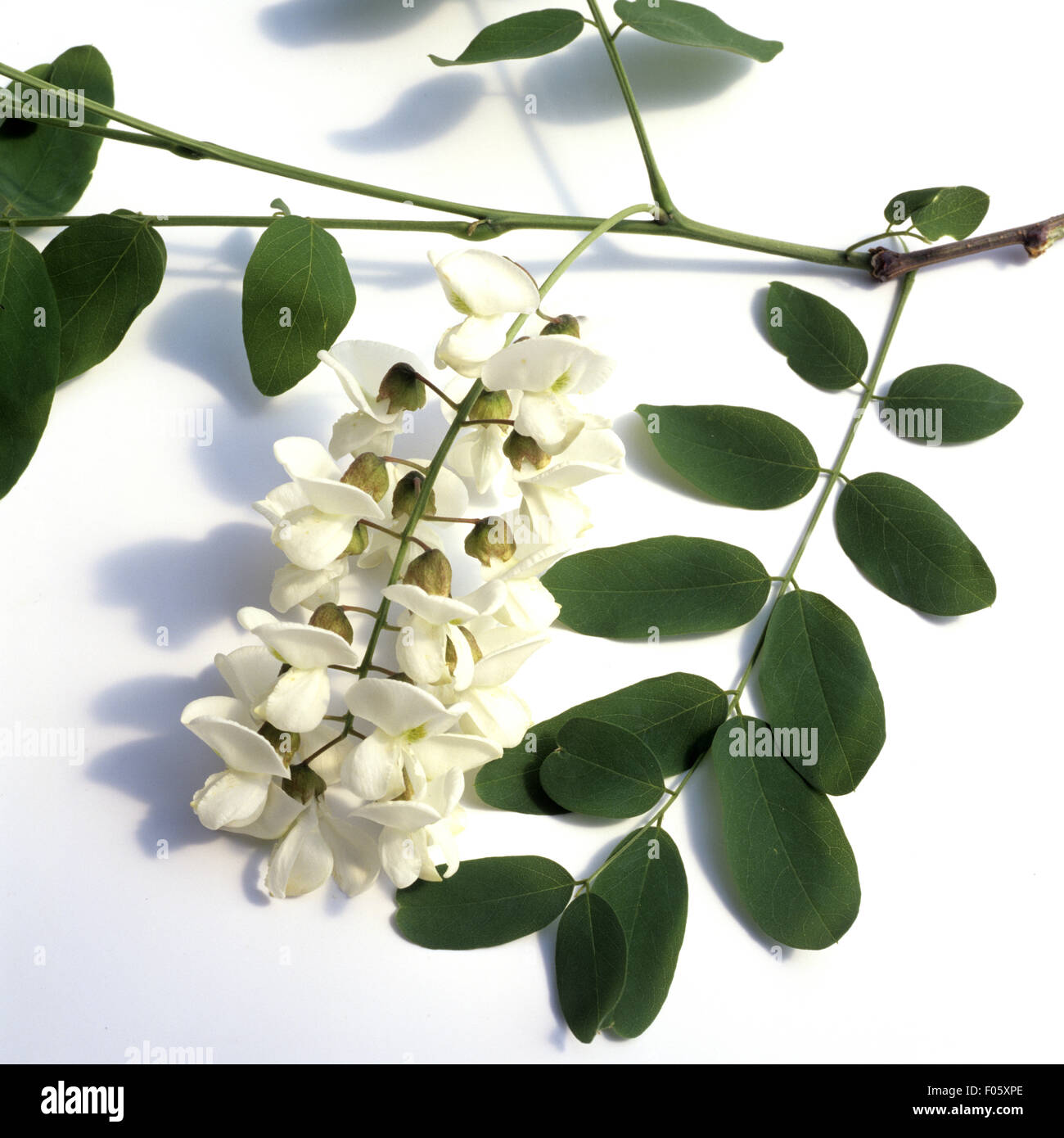 Robinie pseudoacacia baum immagini e fotografie stock ad alta ...