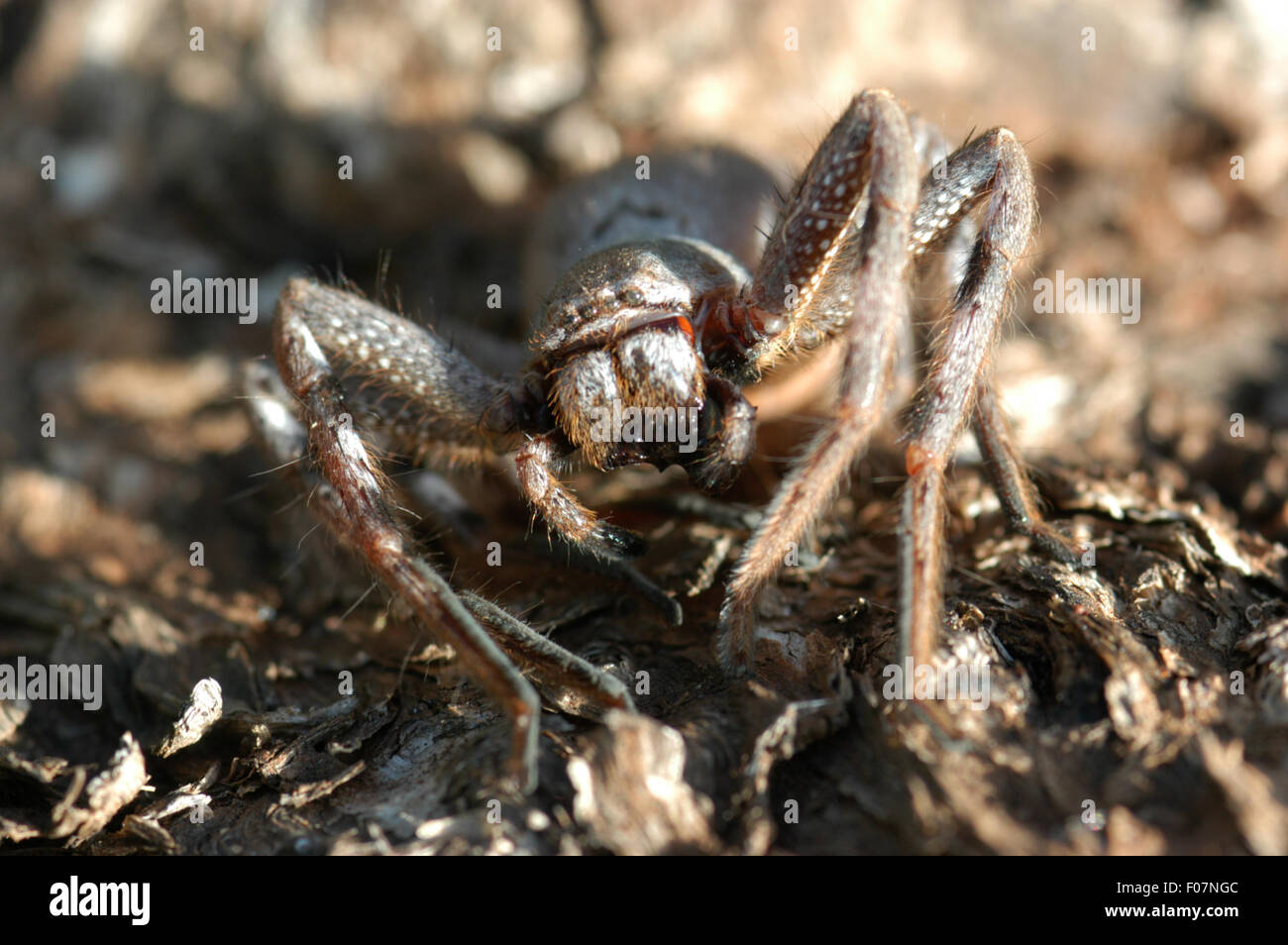 Isopoda sp immagini e fotografie stock ad alta risoluzione - Alamy