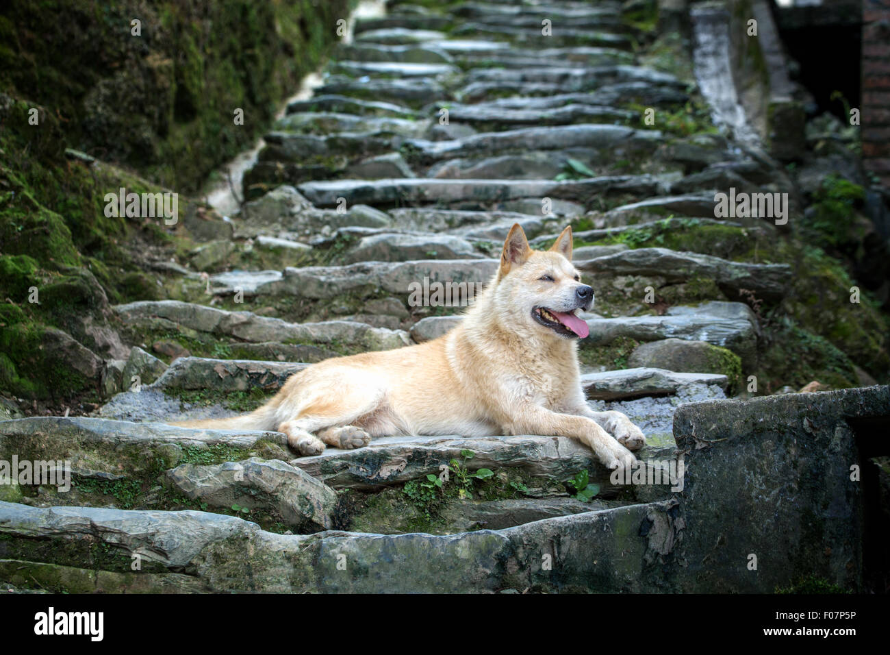 Passo cane immagini e fotografie stock ad alta risoluzione - Alamy