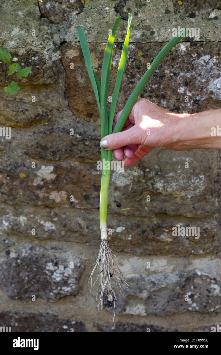 Mano di porro immagini e fotografie stock ad alta risoluzione - Alamy