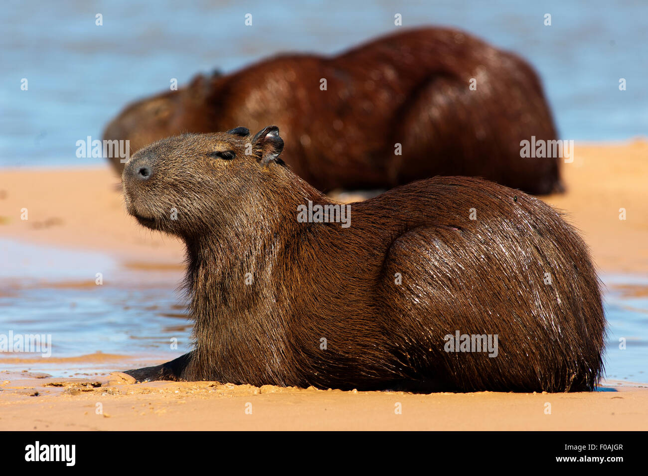 Capibara è il roditore più grande al mondo, è ricco di vasto Pantanal ...