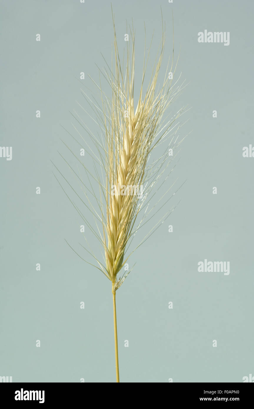 Maeuse gerste immagini e fotografie stock ad alta risoluzione - Alamy