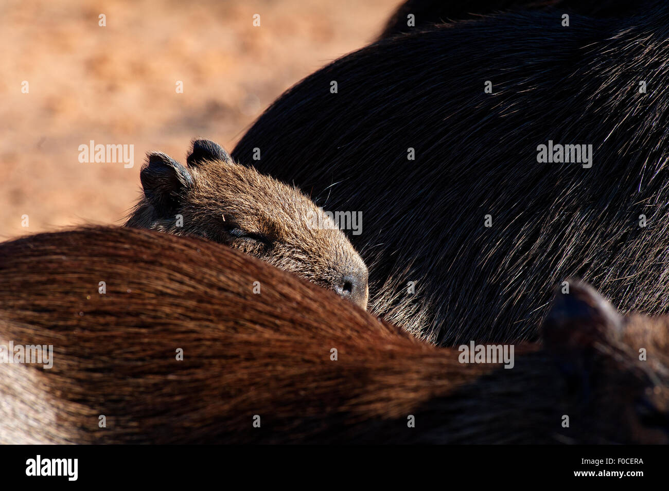 Capibara è il roditore più grande al mondo, è ricco di vasto Pantanal ...