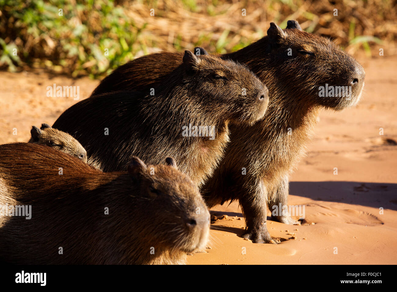 Capibara è il roditore più grande al mondo, è ricco di vasto Pantanal ...