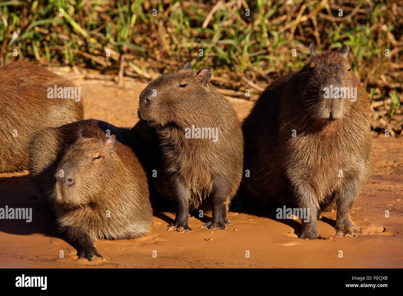 Capibara è il roditore più grande al mondo, è ricco di vasto Pantanal ...