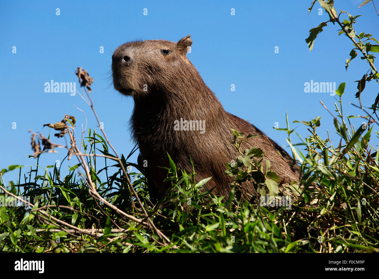 Capibara è il roditore più grande al mondo, è ricco di vasto Pantanal ...