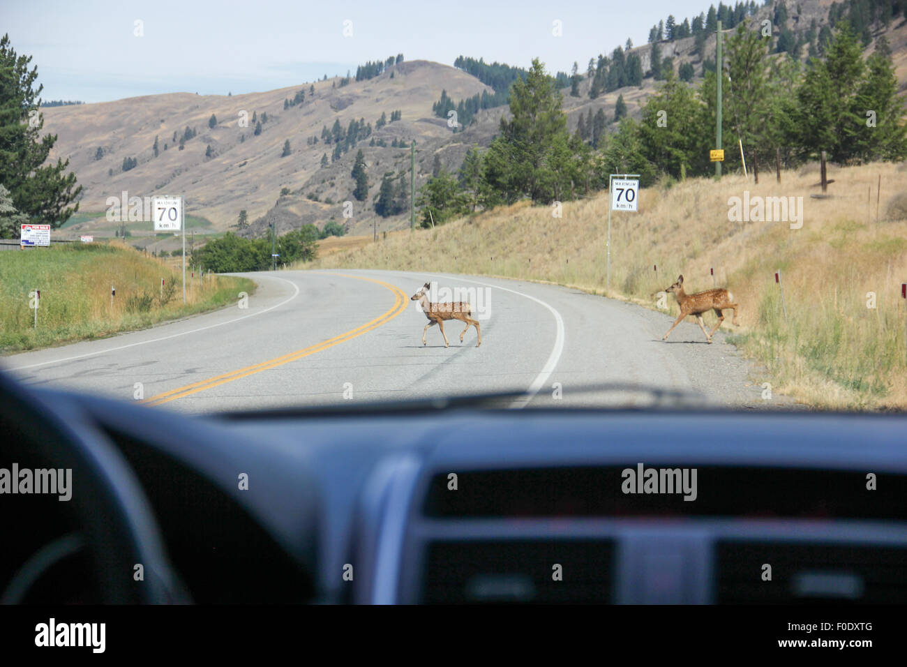 Strada di attraversamento dei cervi immagini e fotografie stock ad alta ...