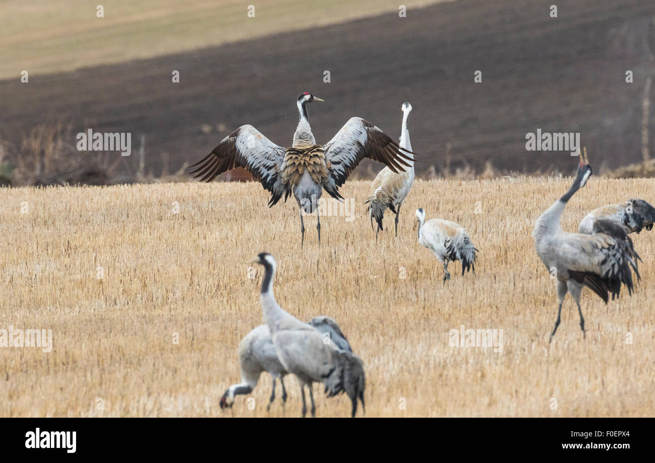Crane Bird Immagini e Fotos Stock - Alamy