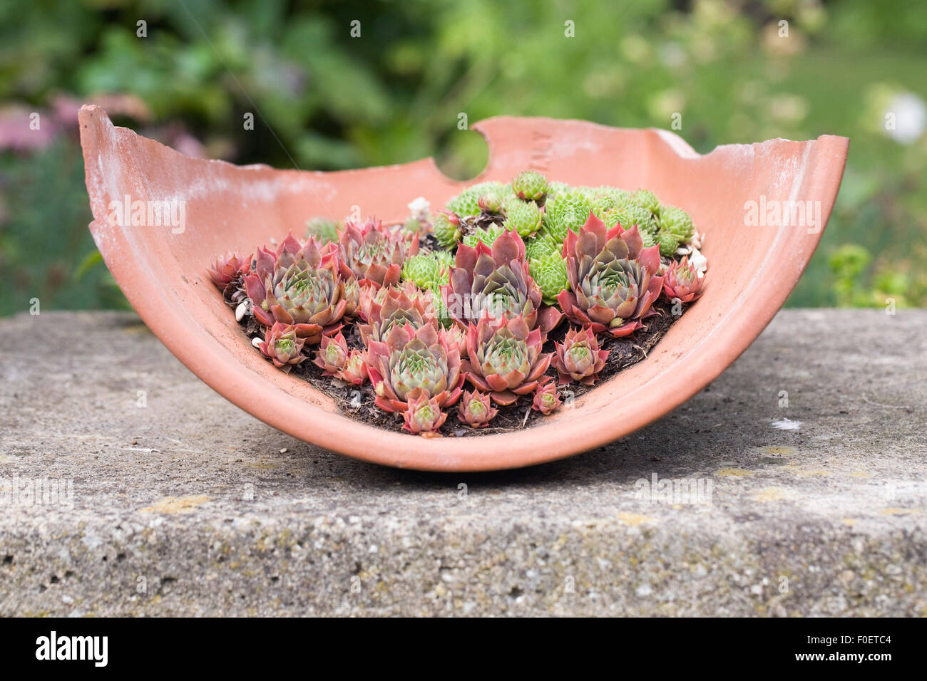 Vaso rotto da giardino immagini e fotografie stock ad alta risoluzione ...