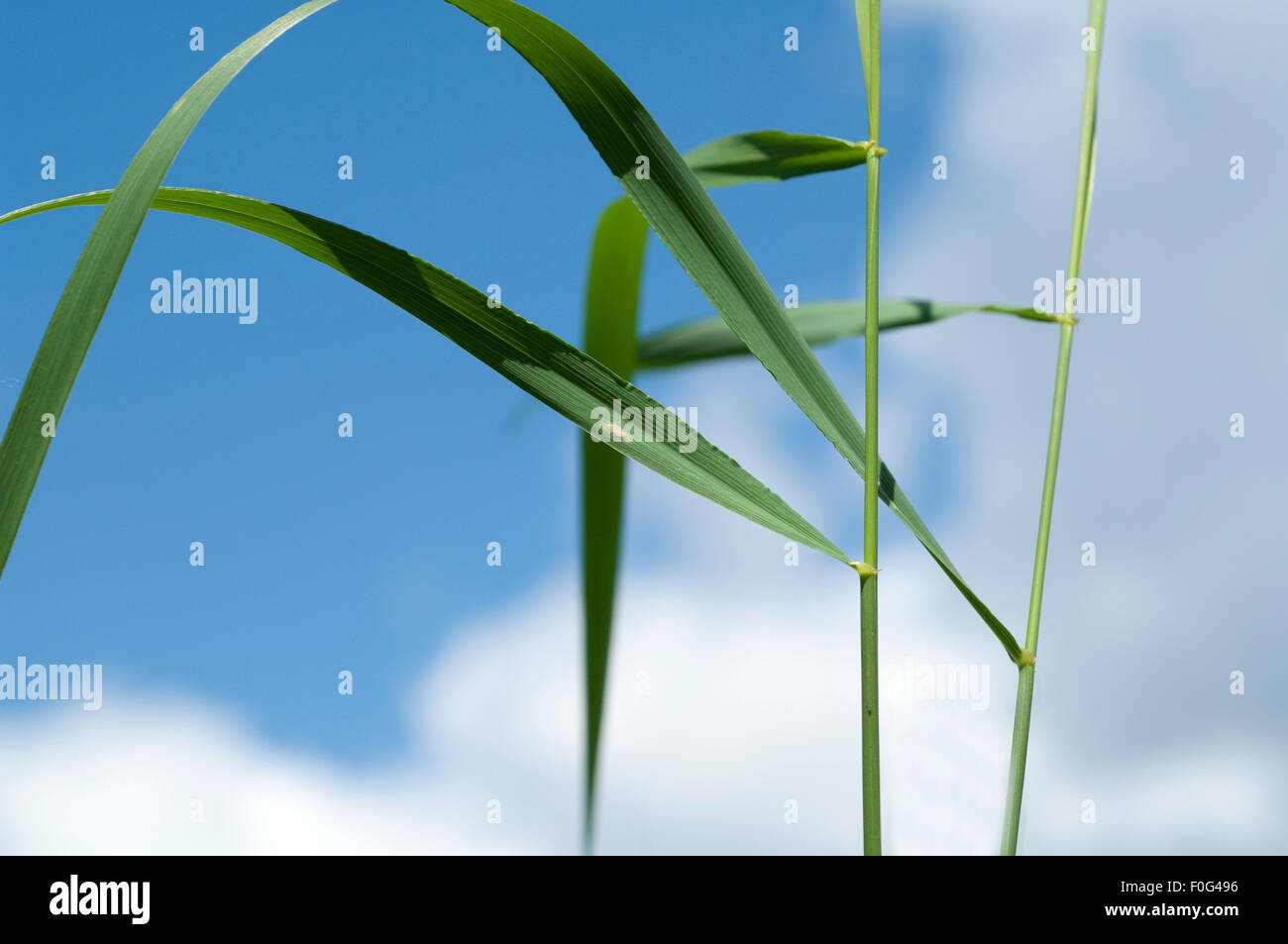 Agropyron repens immagini e fotografie stock ad alta risoluzione - Alamy