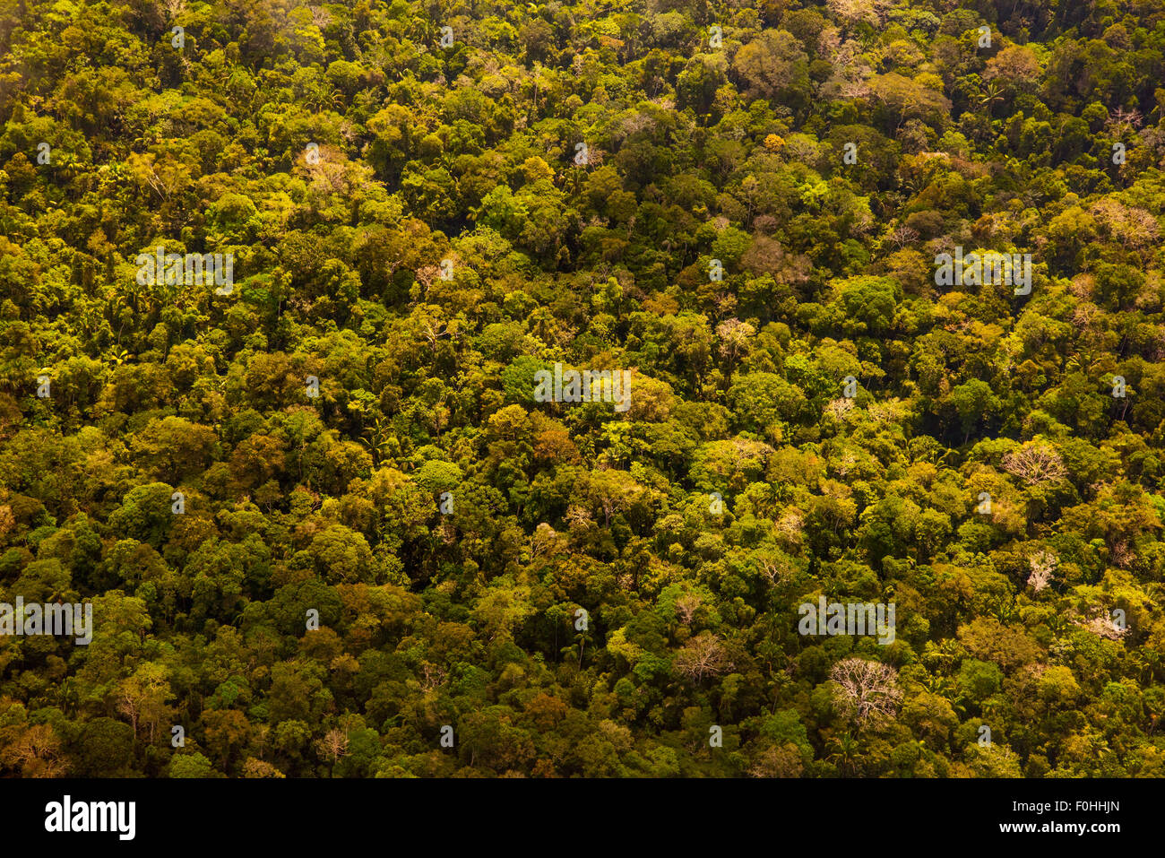 Foresta pluviale aerea amazzonica foresta primaria tra iquitos immagini ...