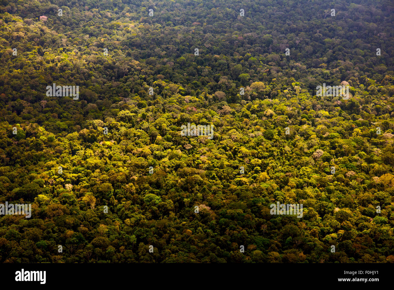 Foresta pluviale aerea amazzonica foresta primaria tra iquitos immagini ...