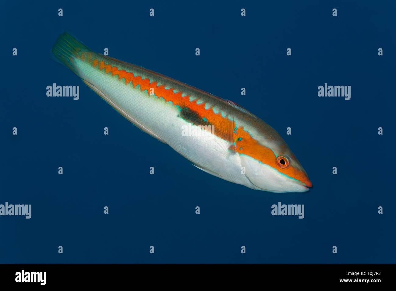 Pesce arcobaleno mediterraneo wrasse immagini e fotografie stock ad ...