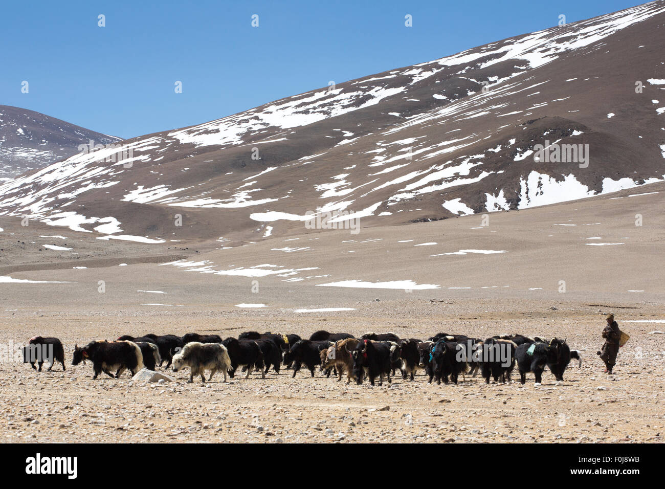 Tibetan nomadic yak herder in immagini e fotografie stock ad alta risoluzione - Alamy