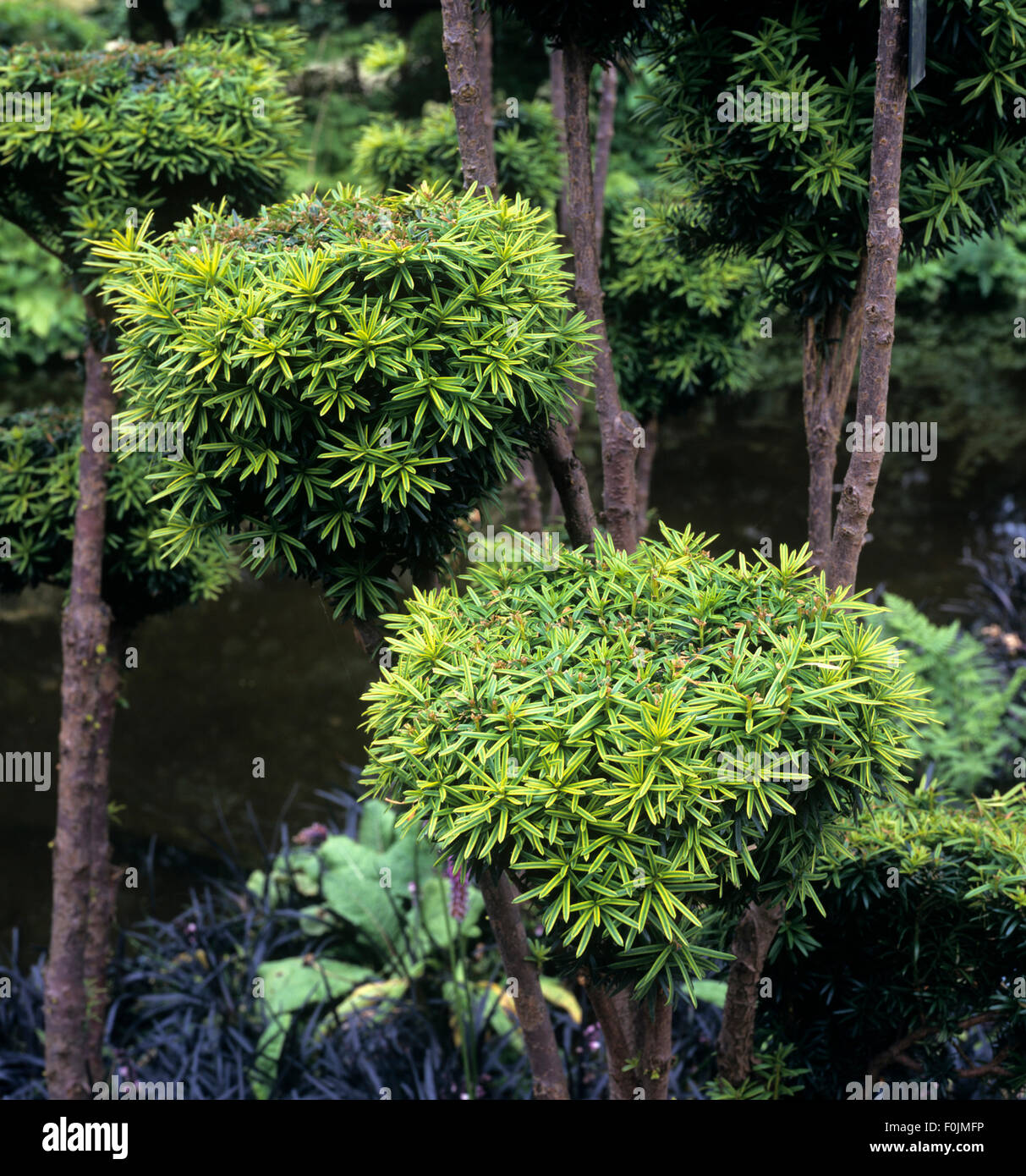 Fastigiata aurea immagini e fotografie stock ad alta risoluzione - Alamy