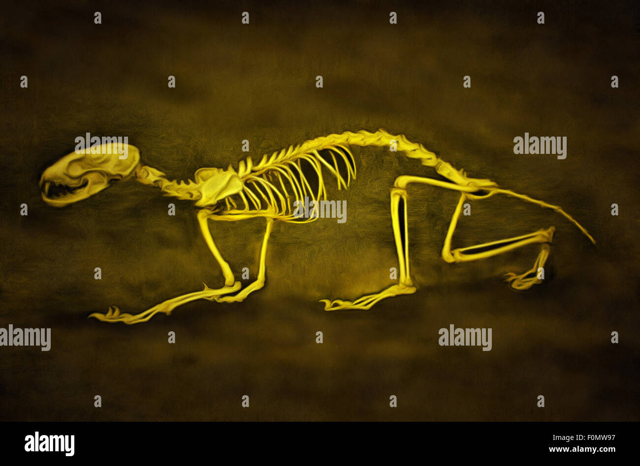 Skeleton marten immagini e fotografie stock ad alta risoluzione - Alamy