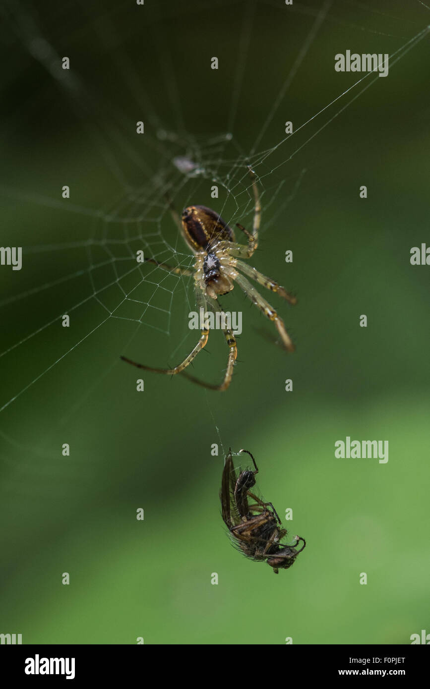 Ragno con mosca immagini e fotografie stock ad alta risoluzione - Alamy