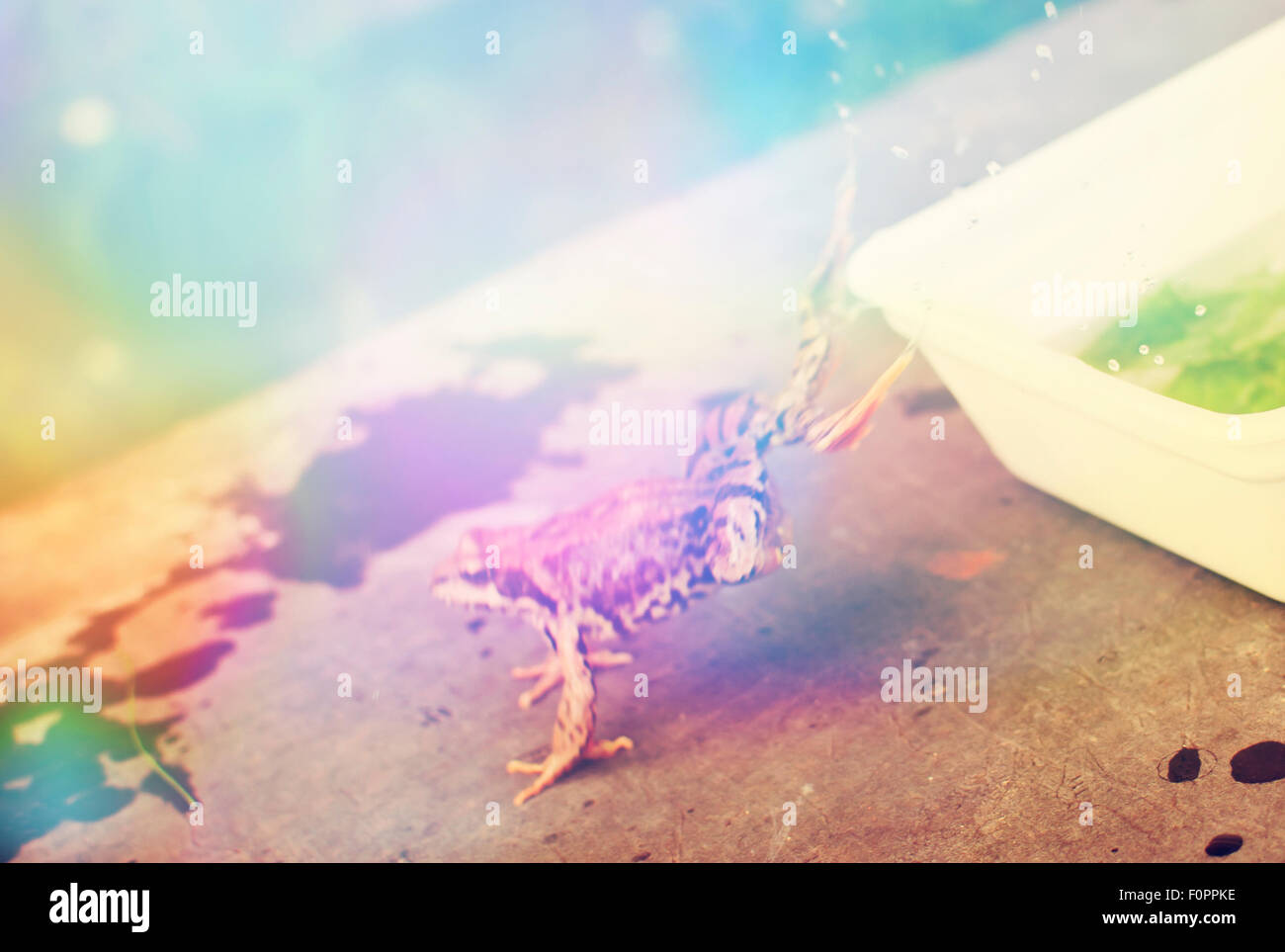 Rana che salta immagini e fotografie stock ad alta risoluzione - Alamy