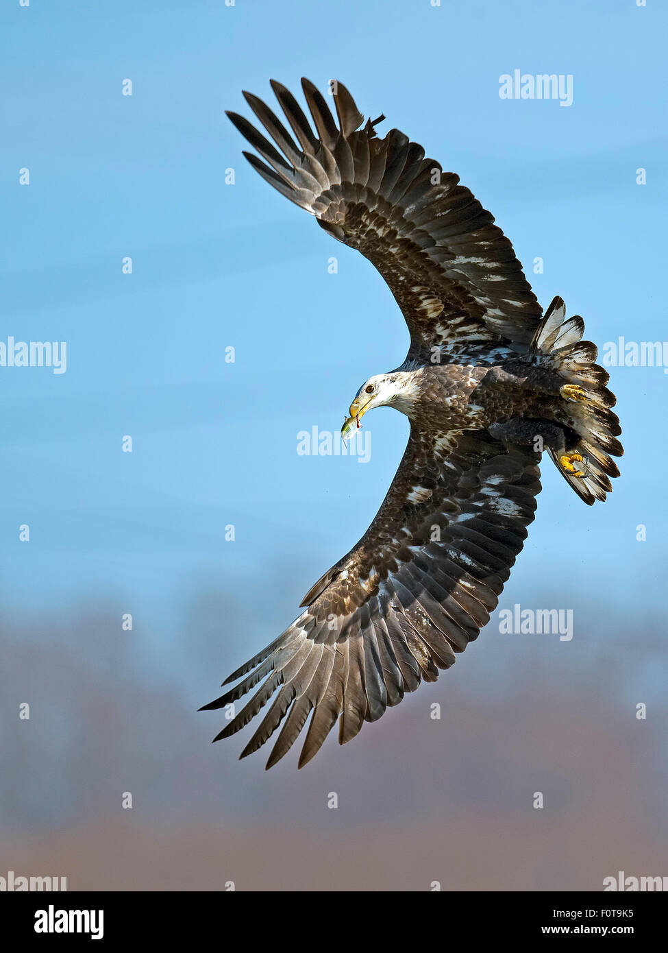 Pesce Bocca Immagini e Fotos Stock - Alamy