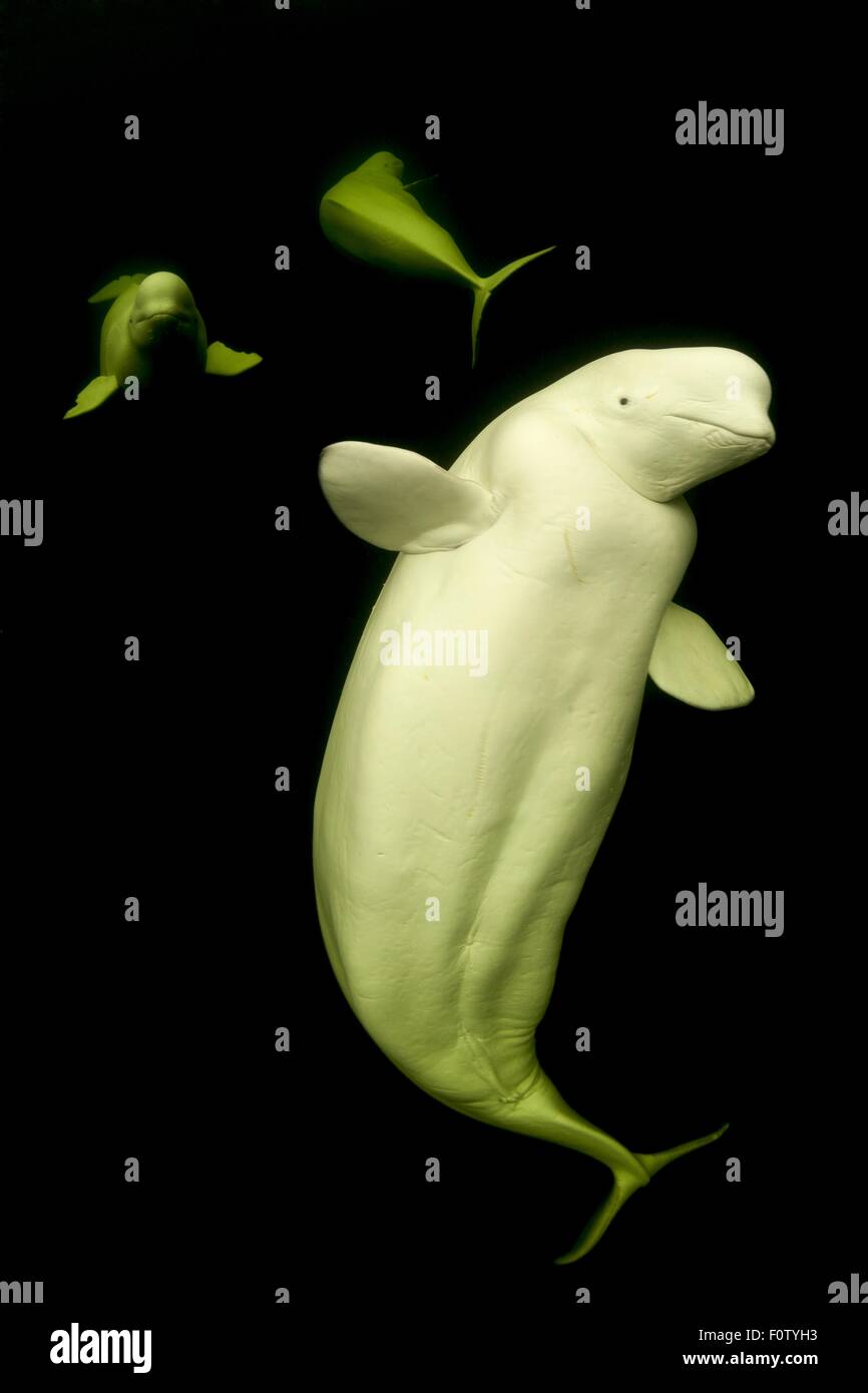 Beluga group immagini e fotografie stock ad alta risoluzione - Alamy