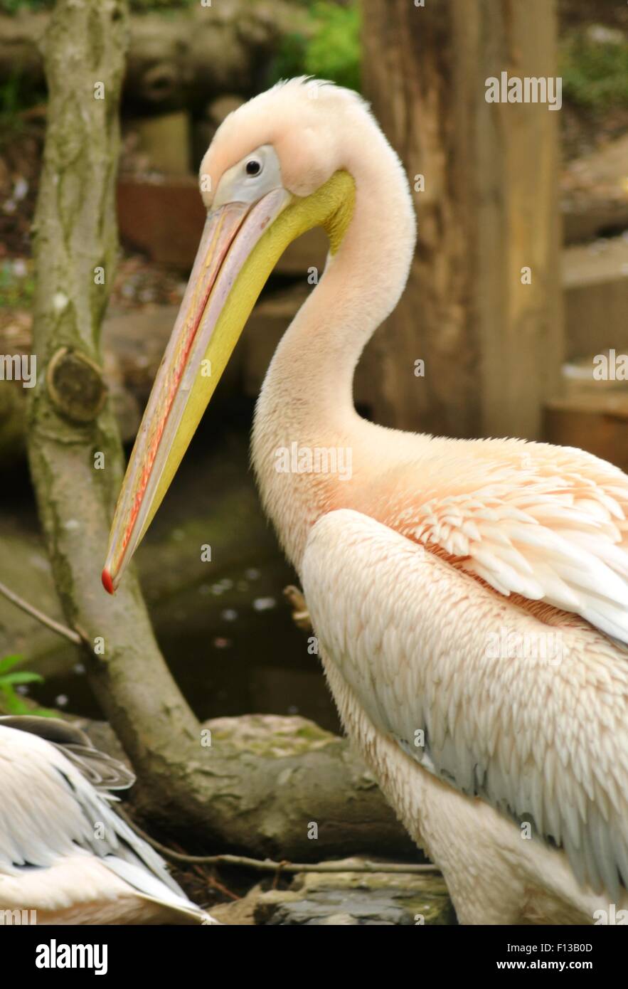 Pellicano con piume rosa immagini e fotografie stock ad alta ...
