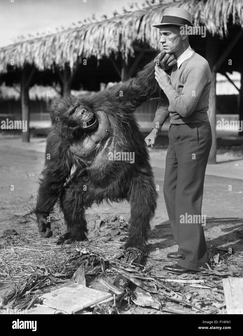 1930s uomo lotta sferrare pugni CON UOMO IN GORILLA APE SUIT Foto stock ...