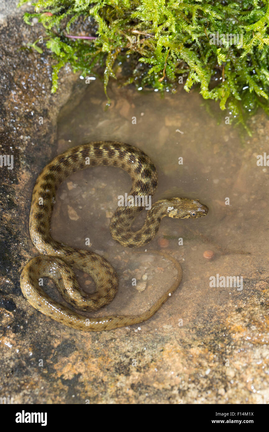 Viperine water snakes natrix maura immagini e fotografie stock ad alta ...