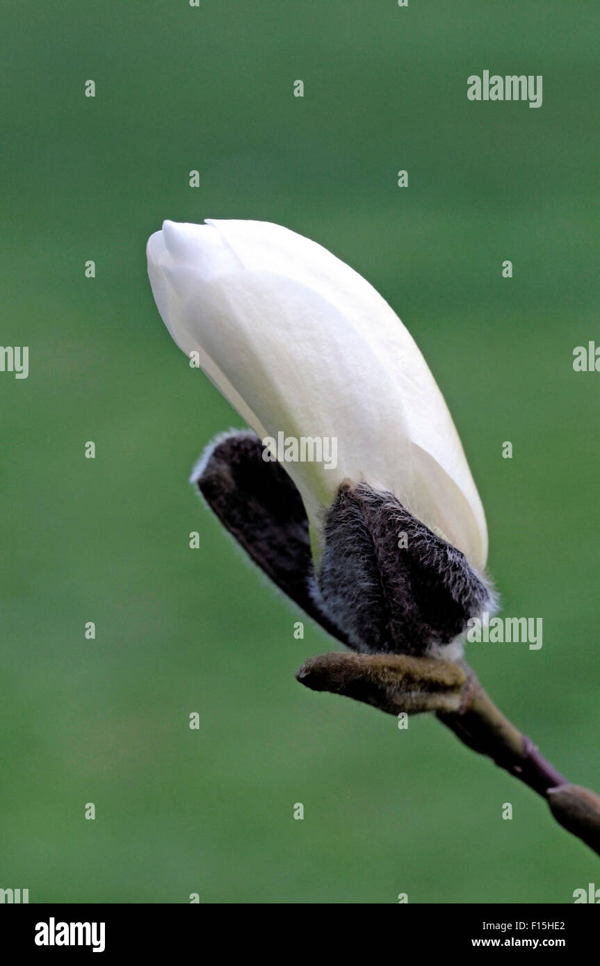 Magnolia kobus immagini e fotografie stock ad alta risoluzione - Alamy