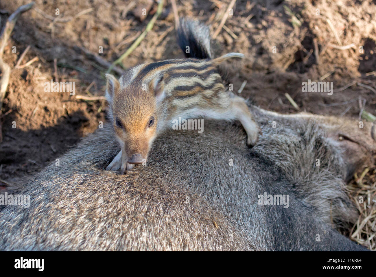 Una matricola immagini e fotografie stock ad alta risoluzione - Alamy