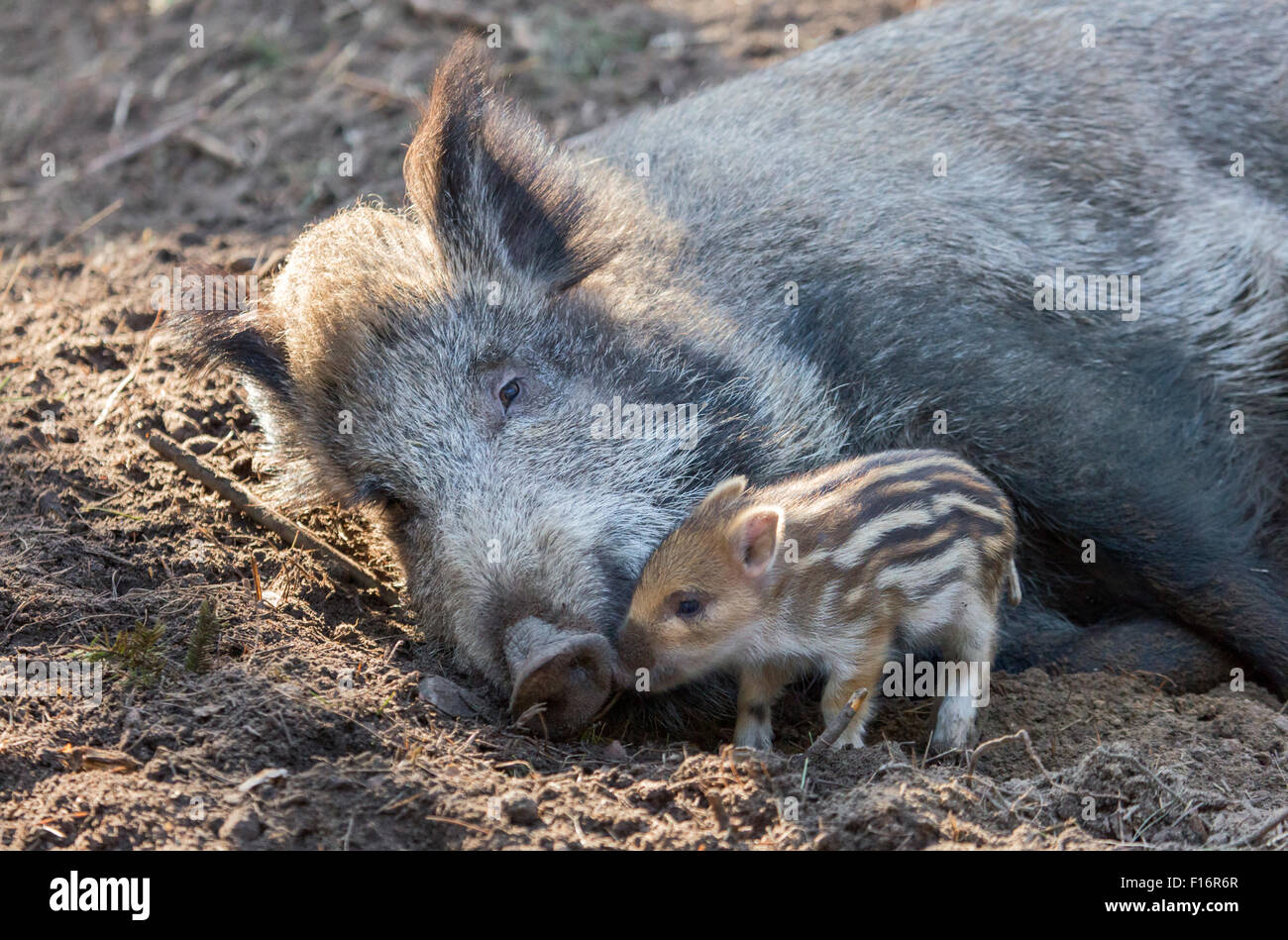 Una matricola immagini e fotografie stock ad alta risoluzione - Alamy