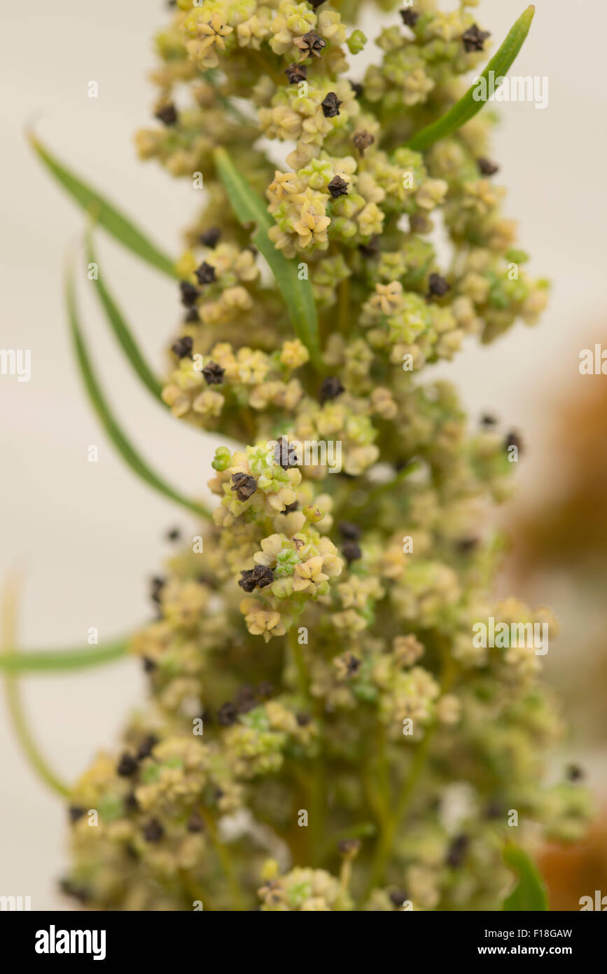 Quinoa pianta immagini e fotografie stock ad alta risoluzione - Alamy