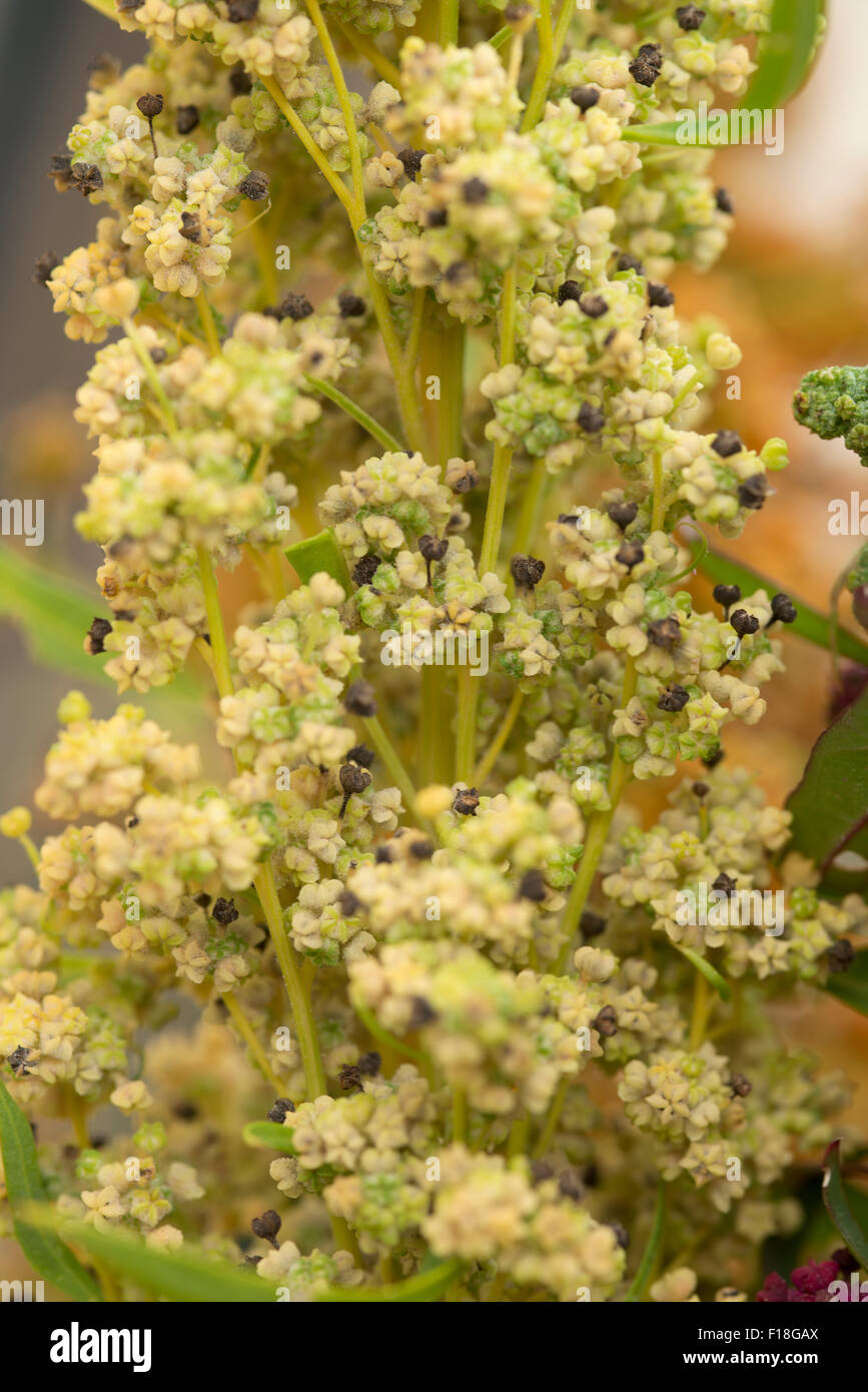 Quinoa pianta immagini e fotografie stock ad alta risoluzione - Alamy