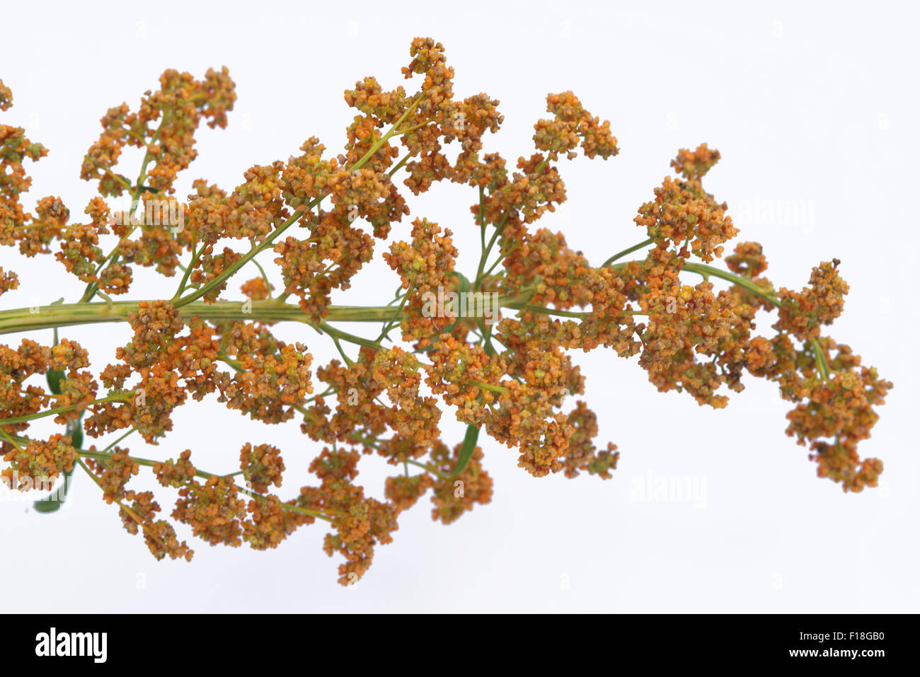 Quinoa pianta immagini e fotografie stock ad alta risoluzione - Alamy